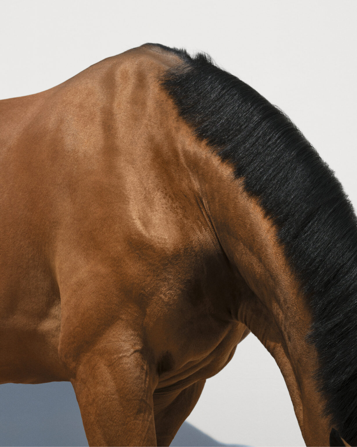 Gucci feiert 20 Jahre Horsebit mit einer neuen Kampagne - Professional ...